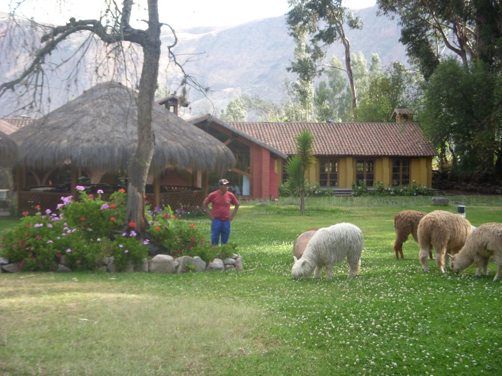 An overview of the restaurant grounds with grazing animals, the gazebo ...