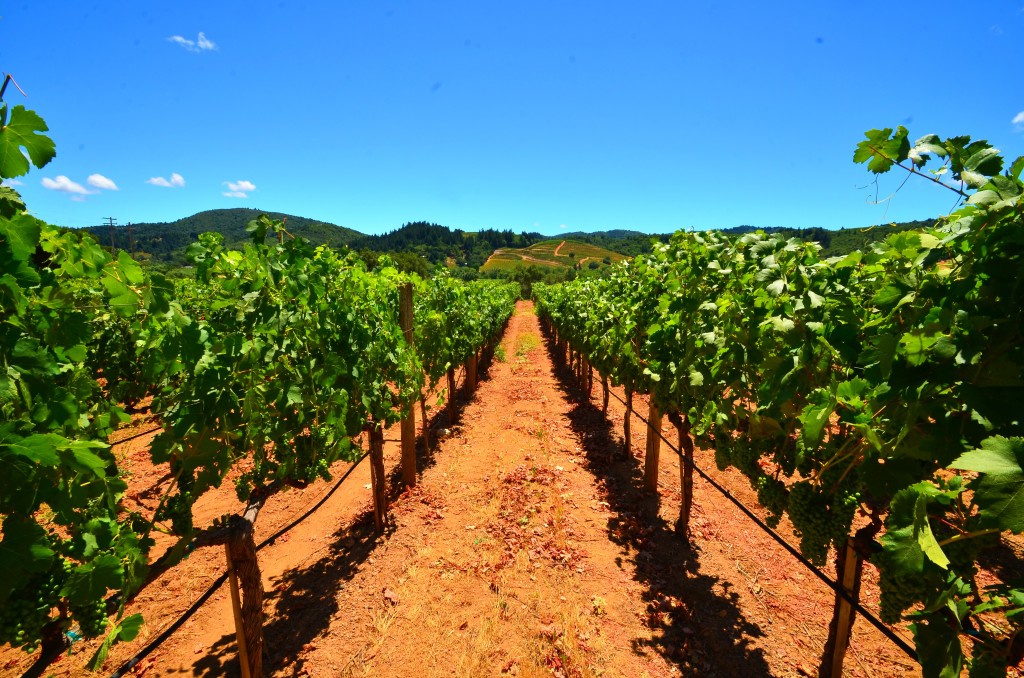 Rows of grapes